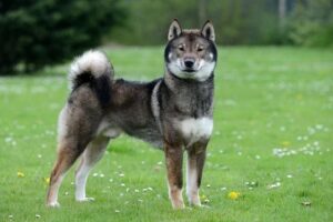 Dogs of Japan - Vivid Maps