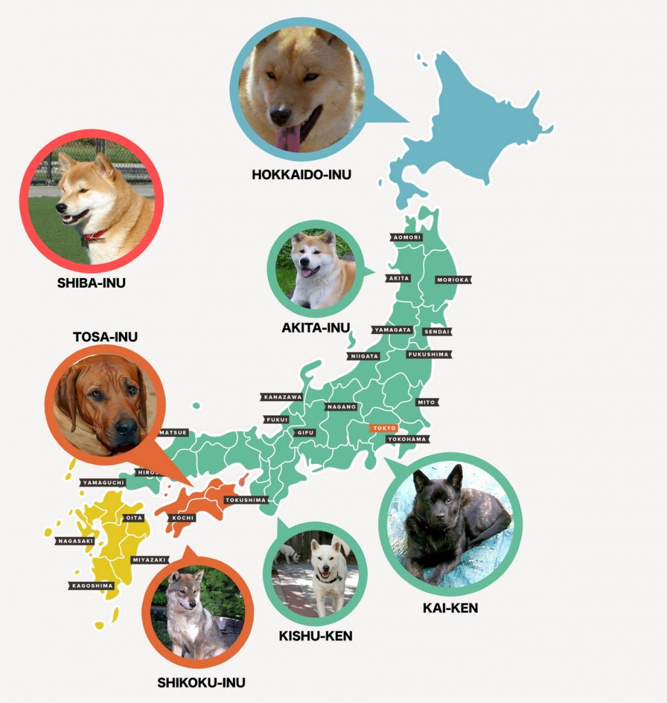 Dogs of the World - Vivid Maps