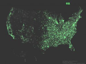 Native Oak Tree Ranges in the United States - Vivid Maps