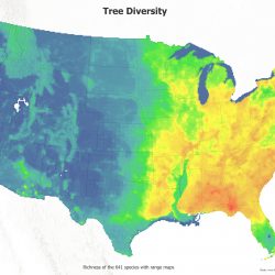 Olive Tree in the Mediterranean Bassin - Vivid Maps