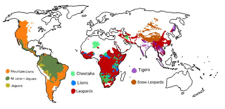 Distribution of the Big Cats