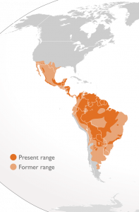Distribution of the Big Cats mapped - Vivid Maps