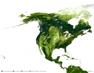 The World's Forests Mapped - Vivid Maps