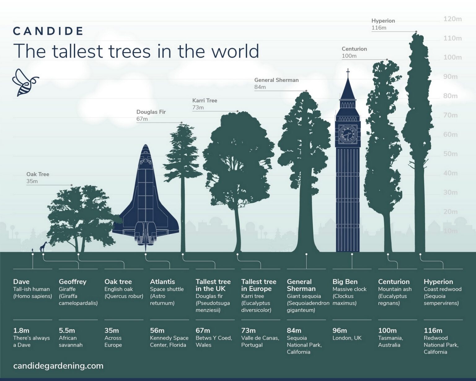 Tree Height Maps - Vivid Maps