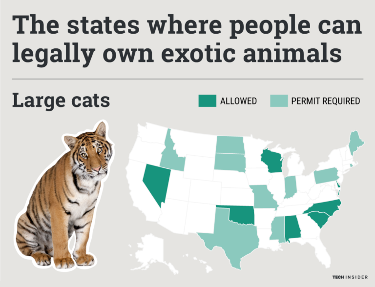 Exotic Animal Laws by U.S. State Mapped - Vivid Maps