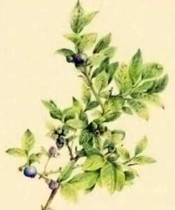 Berries of North America Mapped - Vivid Maps