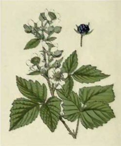 Berries of North America Mapped - Vivid Maps