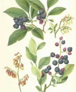 Berries of North America Mapped - Vivid Maps