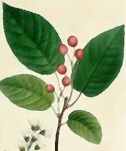 Berries of North America Mapped - Vivid Maps