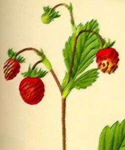 Berries of North America Mapped - Vivid Maps