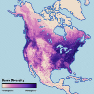 Ant Map - Vivid Maps