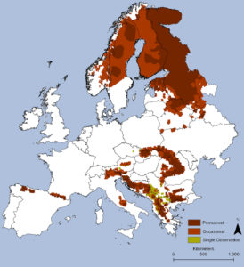 Bears in Europe Mapped - Vivid Maps