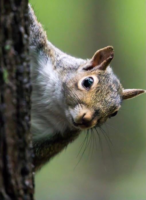 Red and Gray Squirrel Distributions Mapped - Vivid Maps