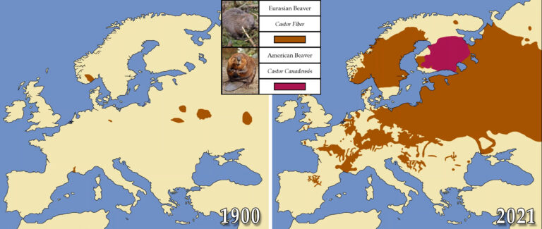 European Beaver Comeback: Mapping a Century of Population Recovery ...