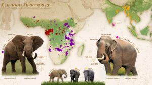 Elephant Populations Mapped Across Asia and Africa - Vivid Maps
