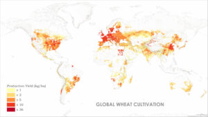 Wheat, Maize, and Rice: Mapping the Crops That Feed the World - Vivid Maps