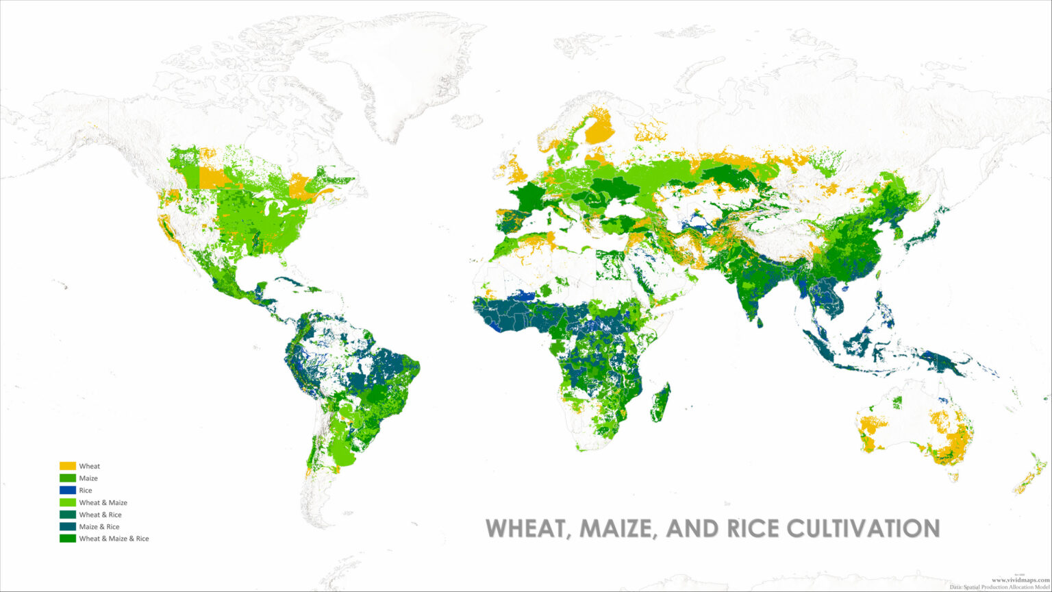 Wheat, Maize, and Rice: Mapping the Crops That Feed the World - Vivid Maps